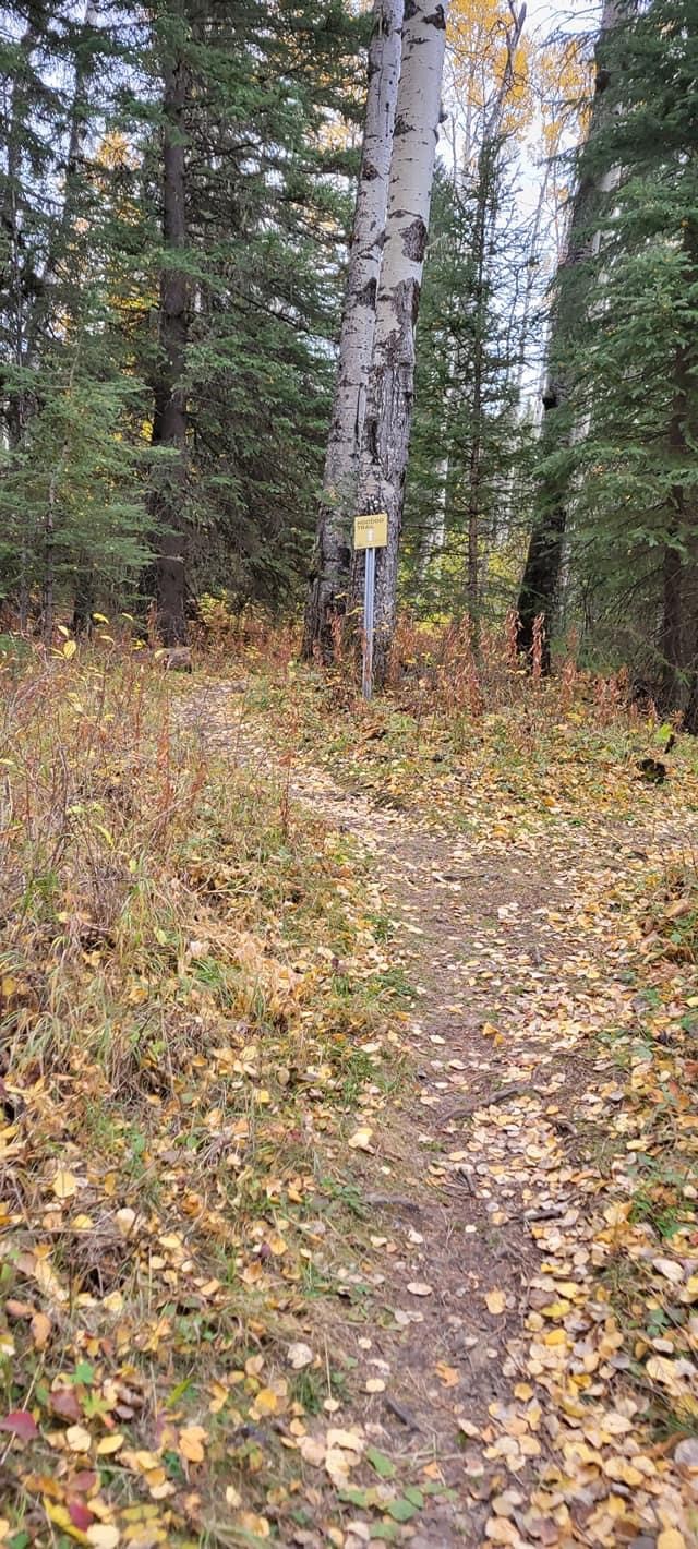 Hoodoos of Sundance Provincial Park near Edson, Ab - Rachel Matthews